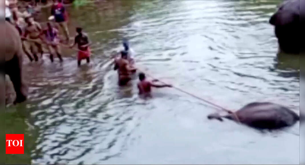 Kerala elephant death triggers nationwide outrage | India News - Times ...