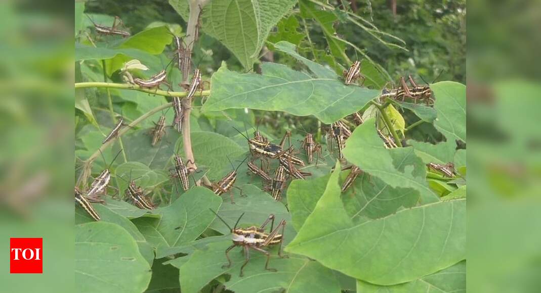 Karnataka: Locust found in Dakshina Kannada villages endangered, not ...