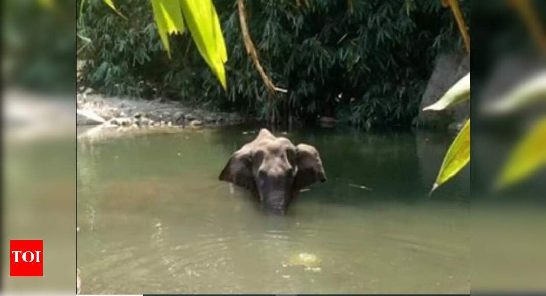 BJP giving 'communal colour' to killing of elephant in Kerala: Congress ...