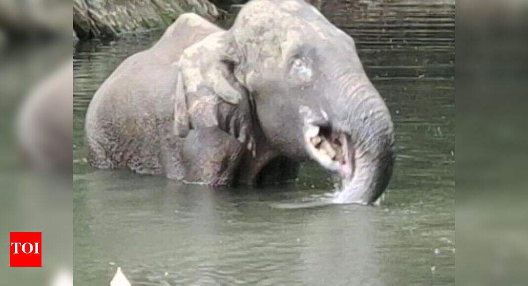 Kerala Elephant Incident: What goes into a crude bomb that killed ...