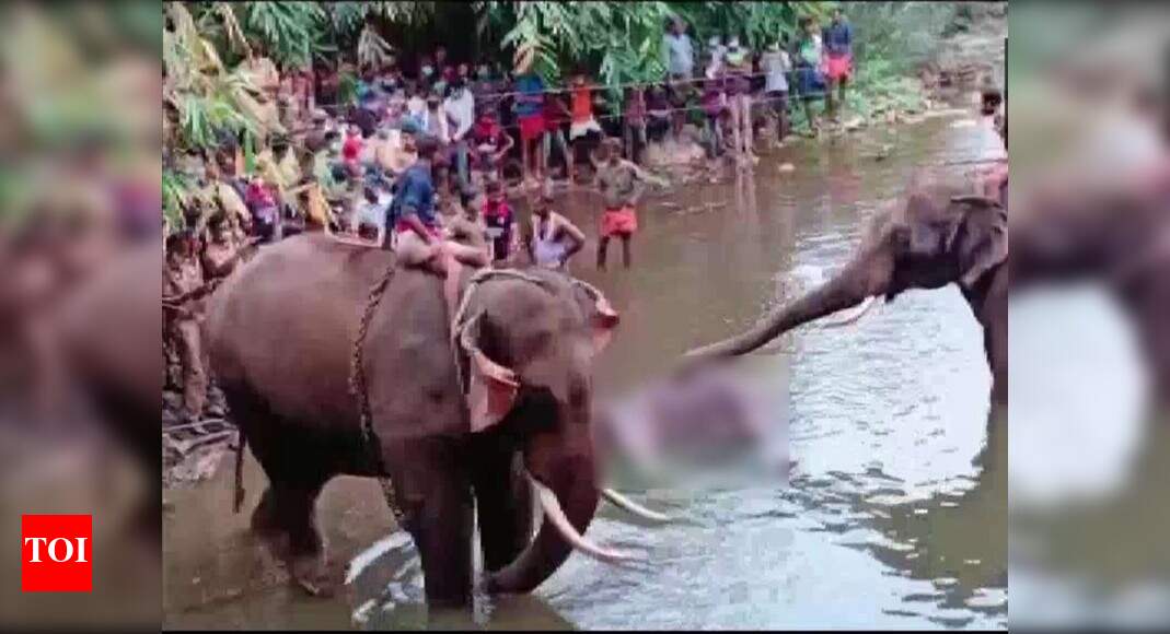 Government must strengthen laws to protect animals: PETA India | India ...