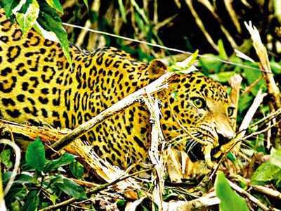 Kerala: Ensnared leopard rescued after 9-hour operation in Wayanad | Kozhikode News - Times of India
