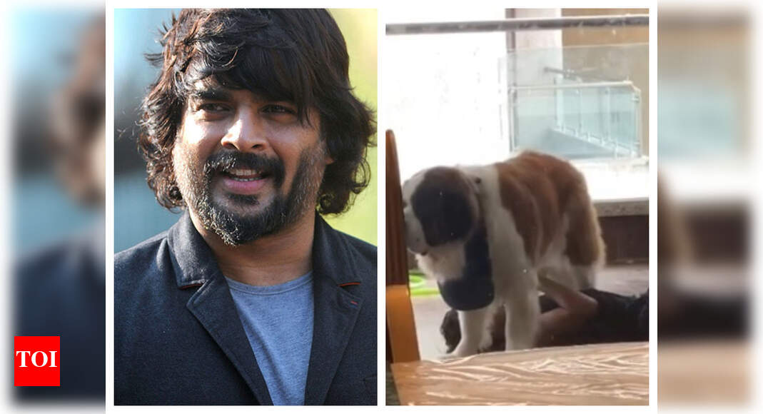Watch: R Madhavan’s son grooming his pet is all dog lovers out there ...