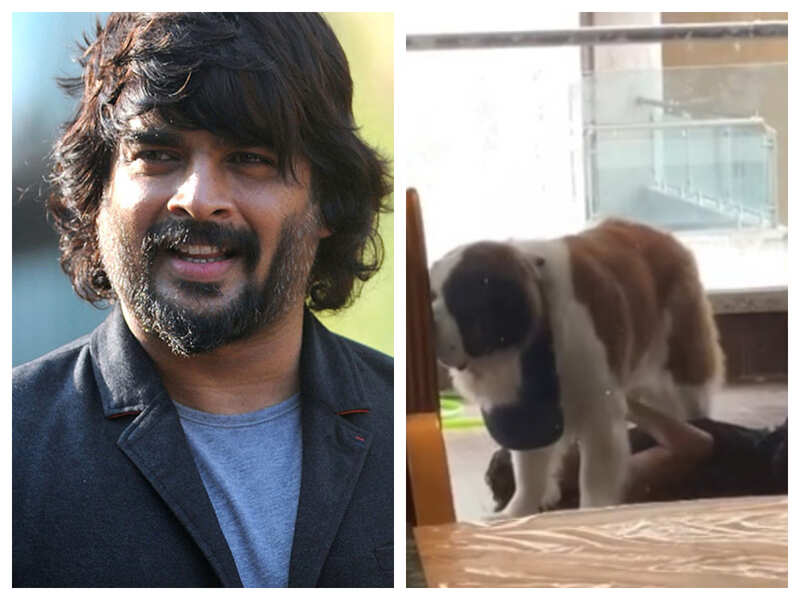 Watch: R Madhavan’s son grooming his pet is all dog lovers out there ...