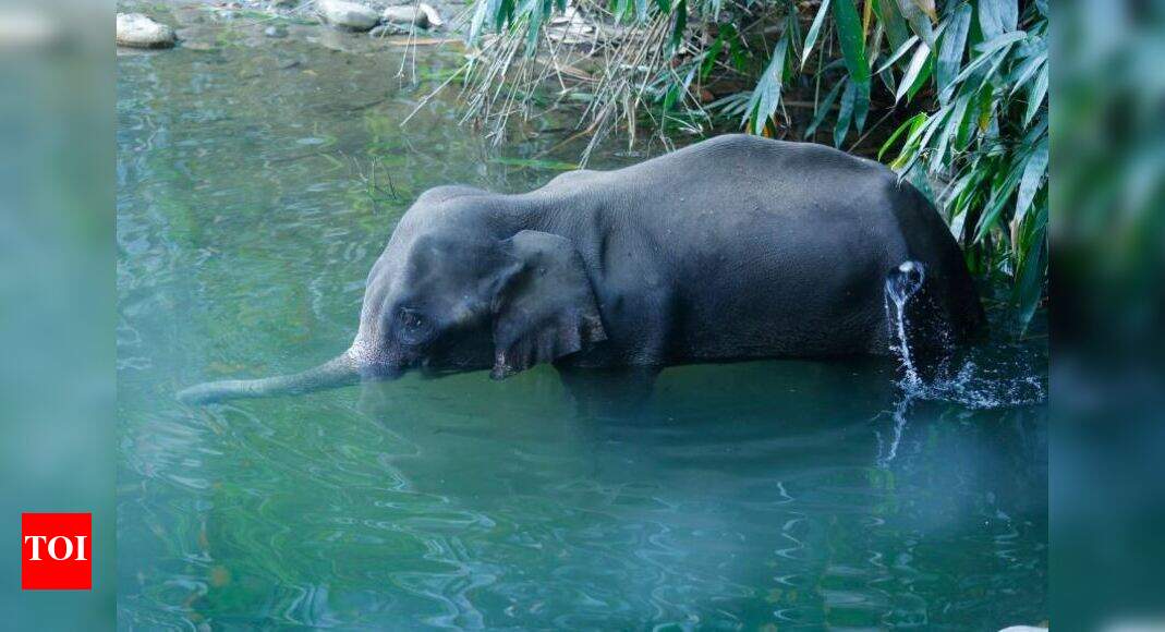 Kerala Elephant Accident: Elephant may have accidentally consumed ...