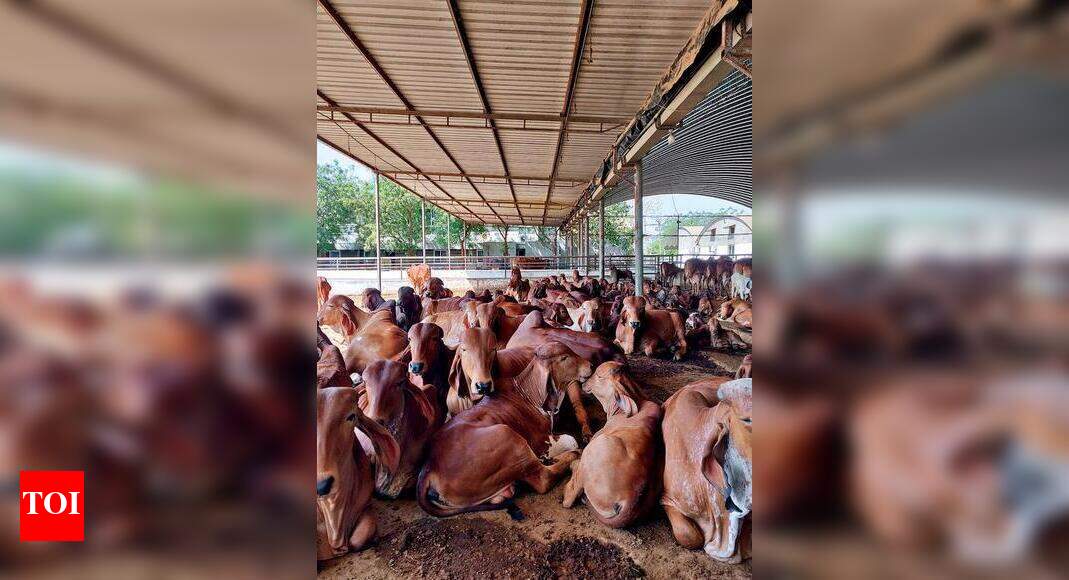 PIL filed over funds for cows drying up in lockdown | Ahmedabad News ...