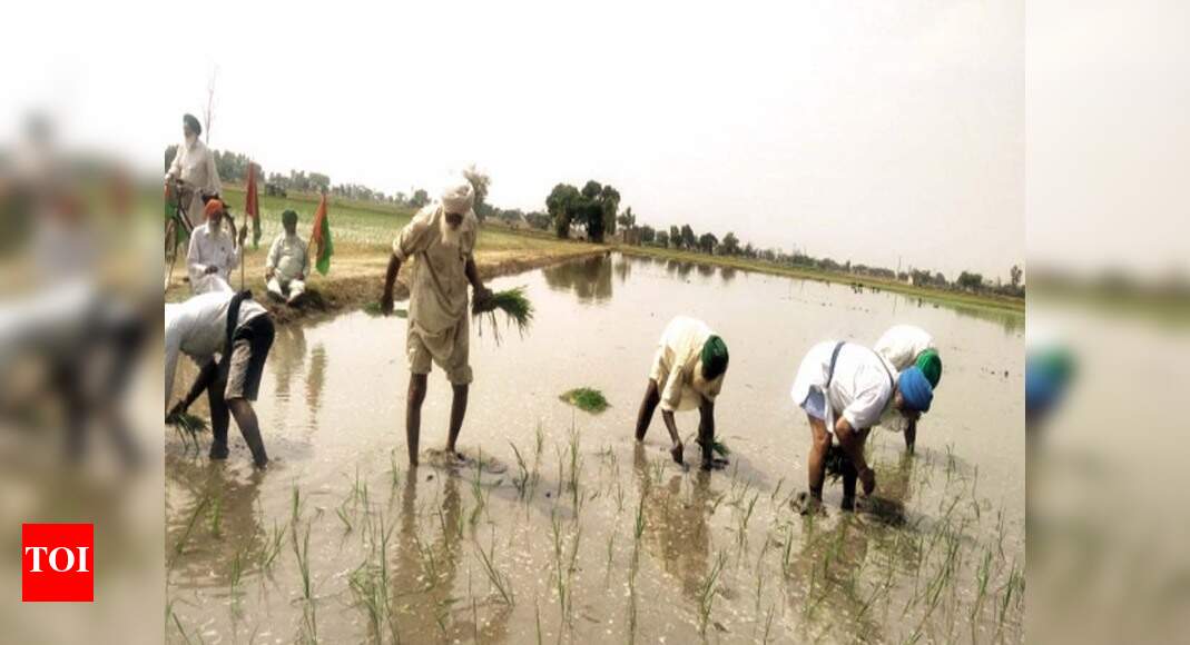 Punjab: Paddy transplantation starts 3 days before official date ...