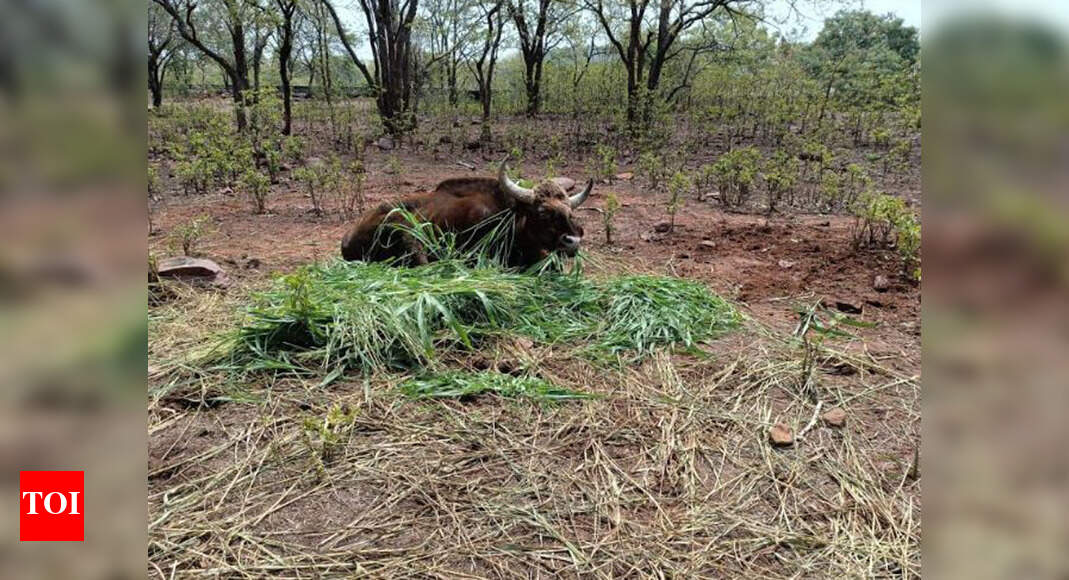 12-Year Old Indian Gaur: MP: Female Indian gaur brought to Van Vihar ...