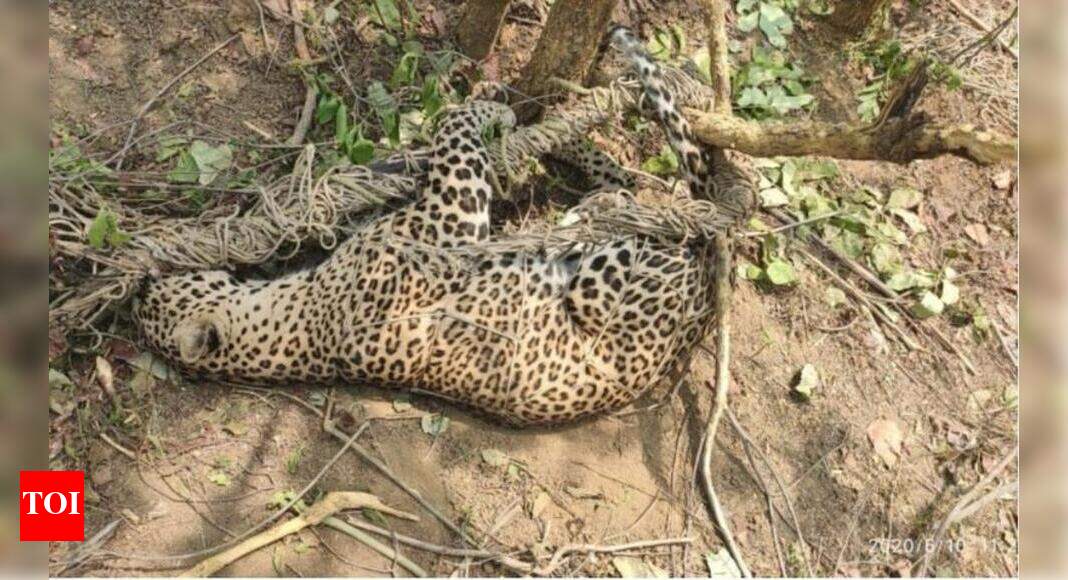 Leopard caught in poachers’ net dies | Nagpur News - Times of India