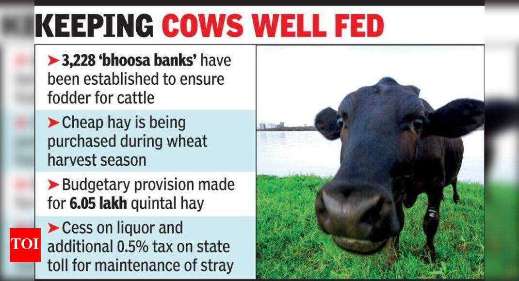 1,324 cases for cow related crime in UP | Lucknow News - Times of India