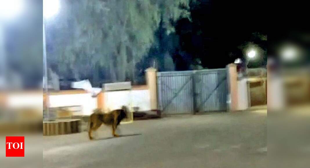 Gujarat: Out on a stroll, lion seen near a colony in Rajula | Rajkot ...