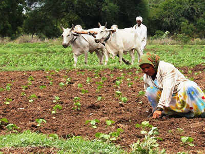 Bihar: Farmers prepare for kharif crops as monsoon sets in | Patna News ...