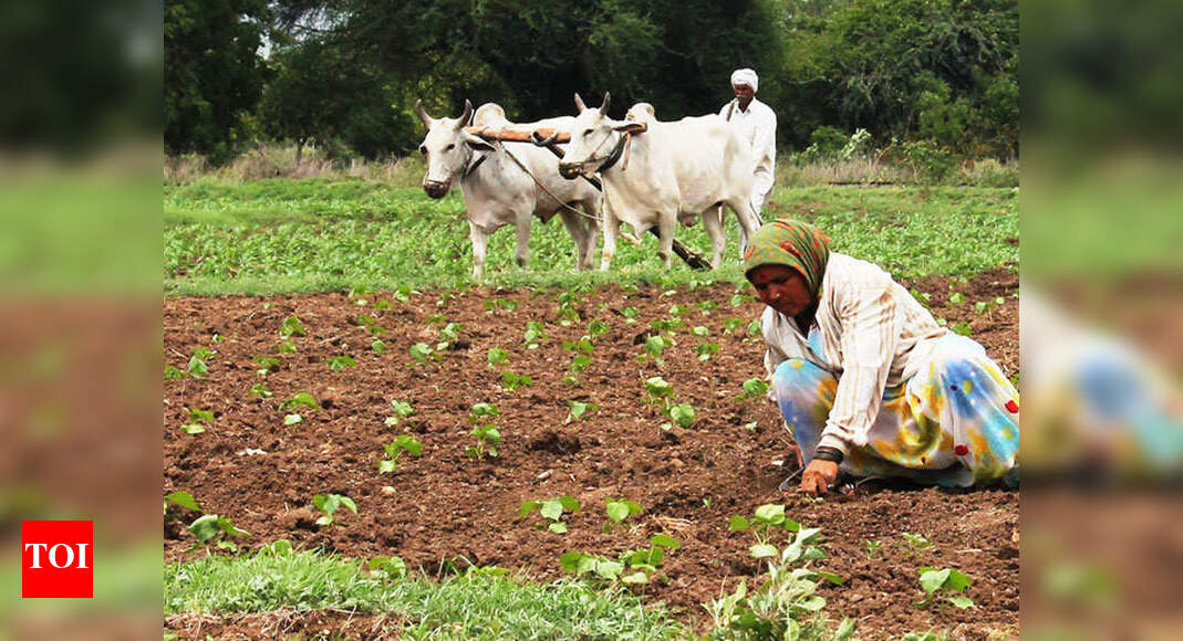 Bihar: Farmers prepare for kharif crops as monsoon sets in | Patna News ...