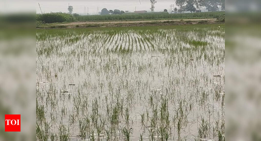 Ambala paddy farmers happy with DSR | Chandigarh News - Times of India