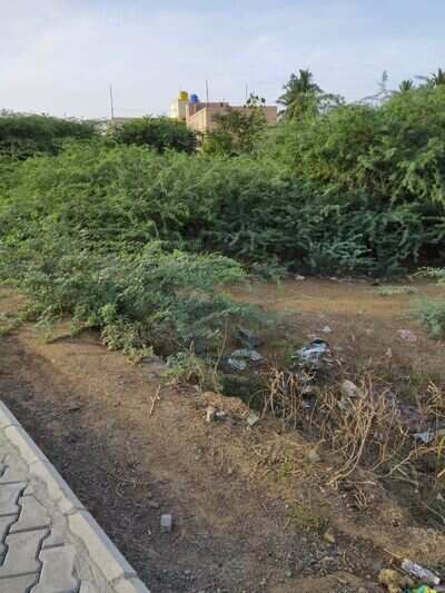 Huge bushes - Times of India