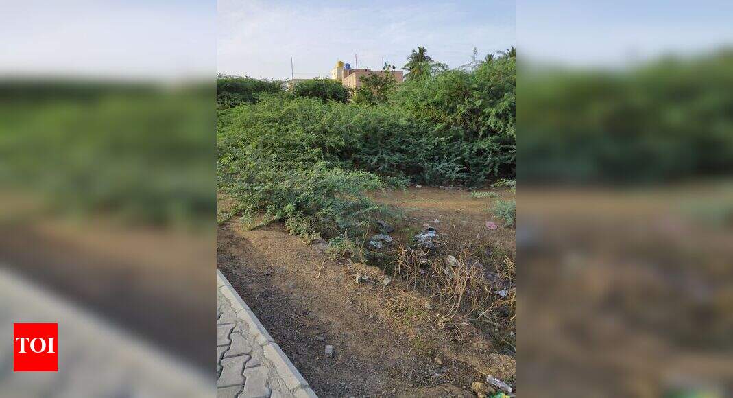 Huge bushes - Times of India