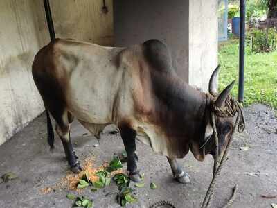 Karnataka: Bull runs wild, firemen calm it down at Mangaluru port area ...
