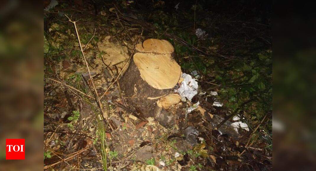 Umred RFO grants permission to fell trees in city limits | Nagpur News ...