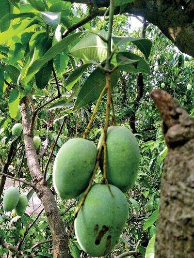 Soon, Banarasi paan, langda & 8 other state products to get GI tag ...