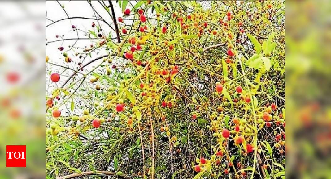 Rajasthan’s peelu trees to bloom in Delhi | Jaipur News - Times of India