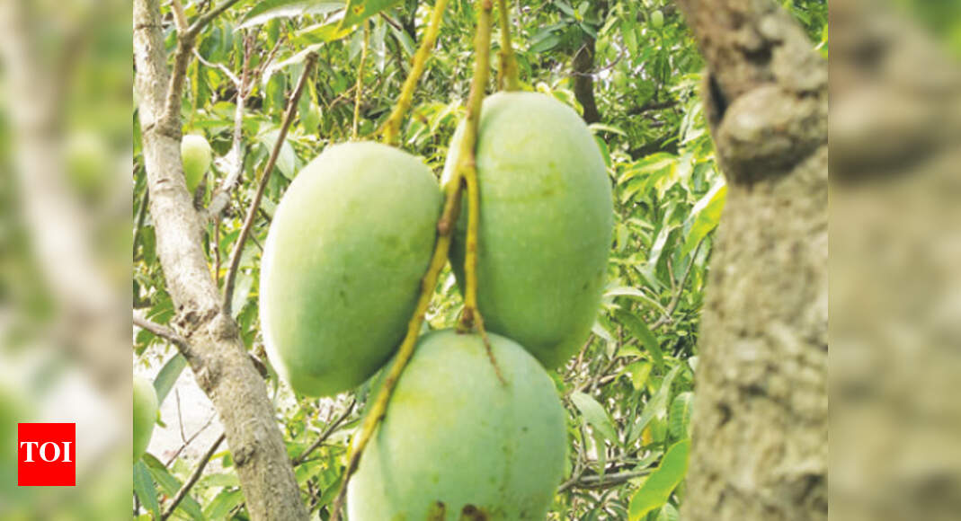 Uttar Pradesh: GI tag for Banarasi Langda, Chausa soon | Lucknow News ...