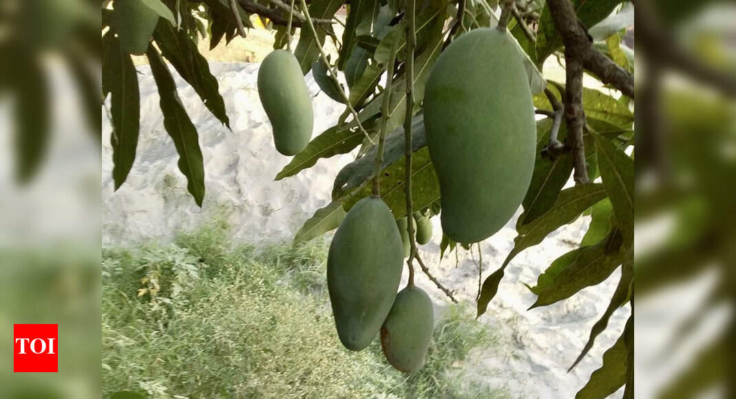 Covid-19 pushes up air freight, UP mangoes to reach Gulf via sea for ...