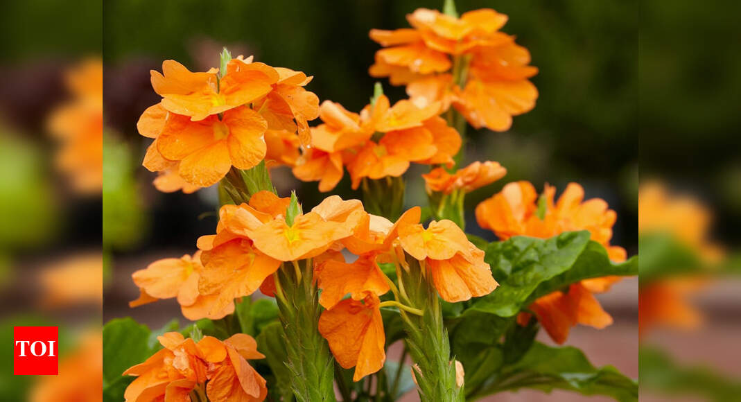 Msc student of SHUATS grows a south Indian flower in Sangam city ...