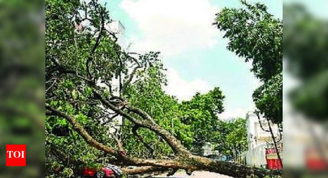 ‘Plant various trees to boost bio-diversity’ | Kolkata News - Times of ...