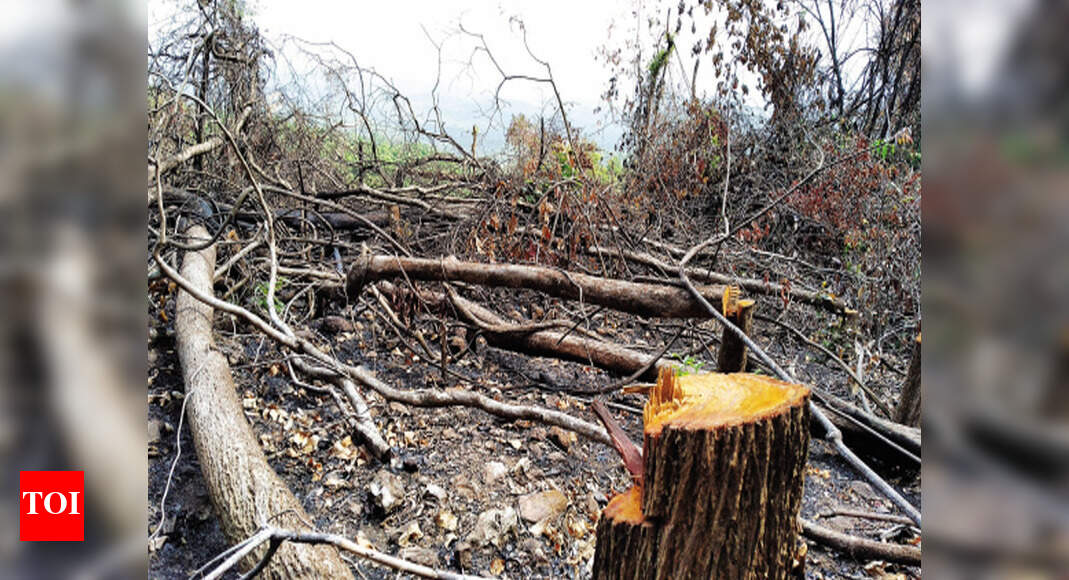 Goa: Forest department meets villagers over Caranzol tree felling | Goa ...