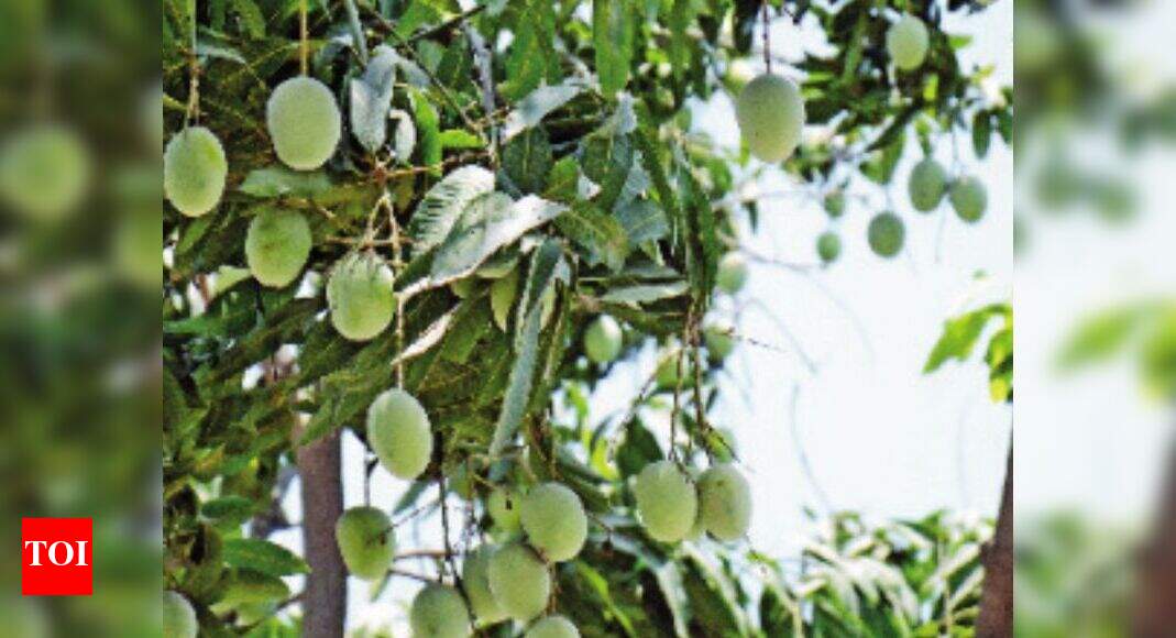 Andhra Pradesh: Low prices disrupt mango jelly trade in Vizianagaram ...