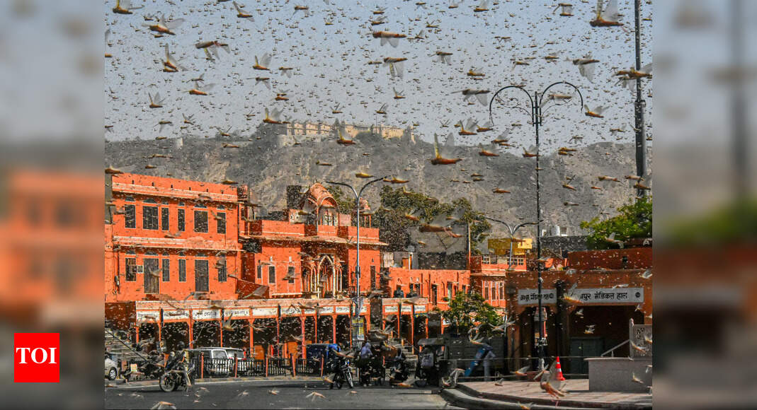 Locust attacks controlled at four locations in Jaipur | Jaipur News ...