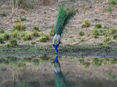 Time to get close to nature: Van Vihar National Park to reopen from ...