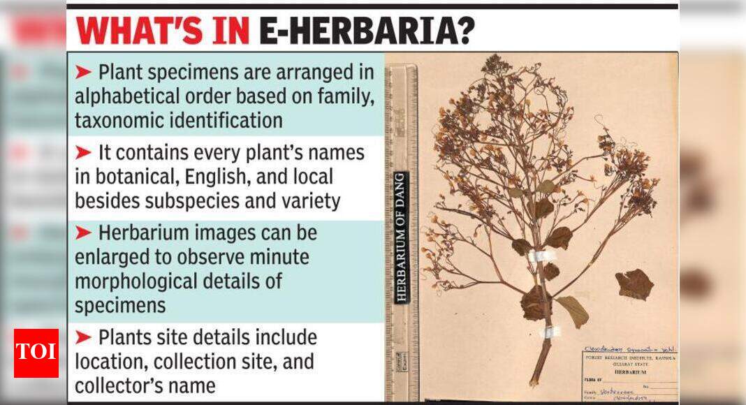 Floral diversity captured in e-herbarium | Surat News - Times of India