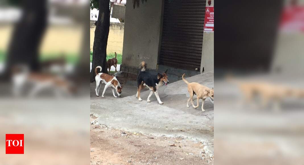 Stray dog menace - Times of India