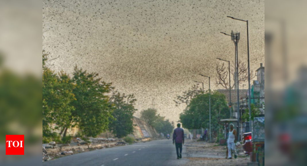 Locust attacks in Jaipur’s rural areas | Jaipur News - Times of India
