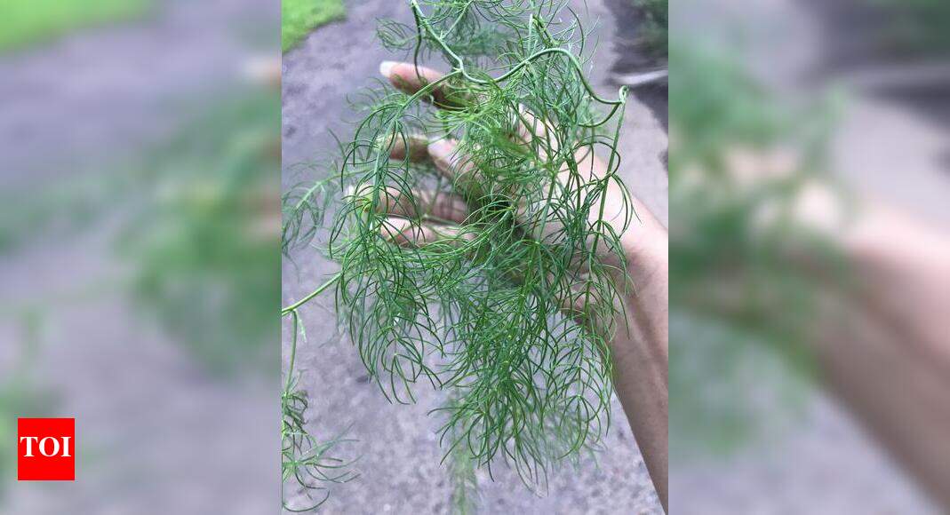 Sanjuachi Vaal, an important aspect in the copel worn by people for Sao ...