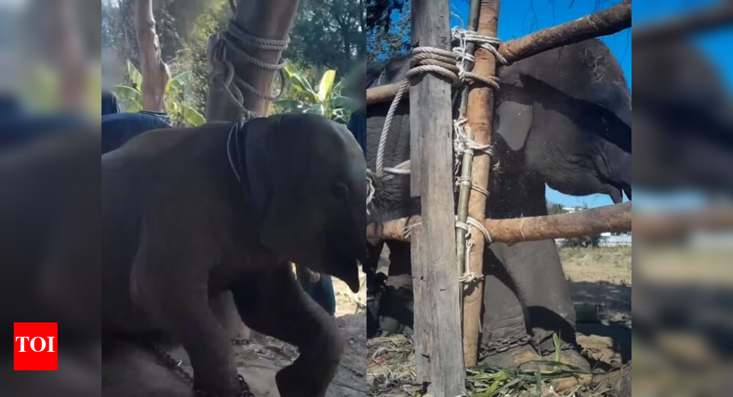 Video shows abusive taming of baby elephant for Thai tourism - Times of ...