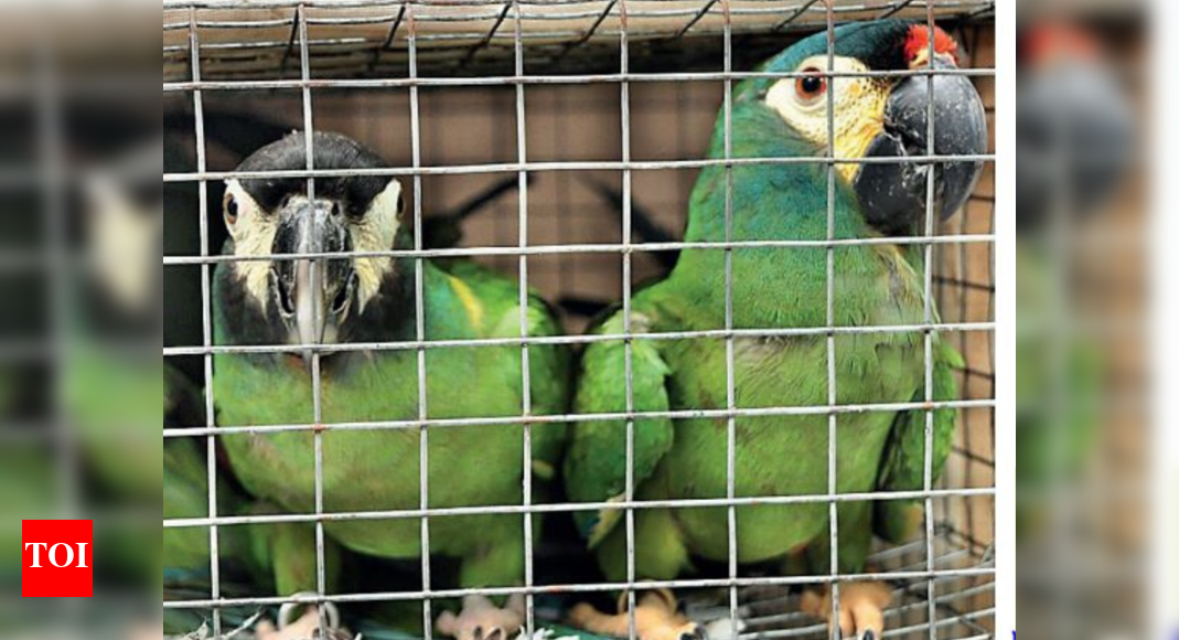 22 macaws being smuggled to Bengaluru rescued at Kolkata airport; duo ...