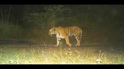 Experts from Uttarakhand, UP roped in to trap elusive rubber factory ...