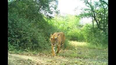 Experts from Uttarakhand, UP roped in to trap elusive rubber factory ...