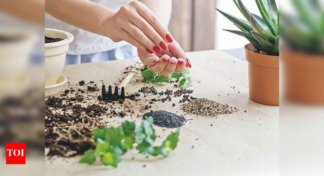 Save seeds, lead a sustainable life - Times of India