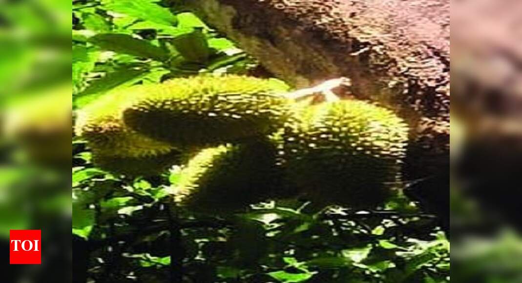 Durian fruits to hit markets soon | Coimbatore News - Times of India