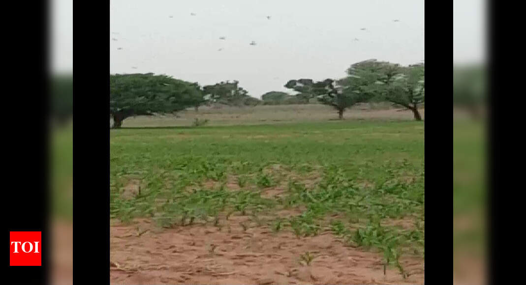 Locust attack in India: Locust attack in Rajasthan village, farmer says ...