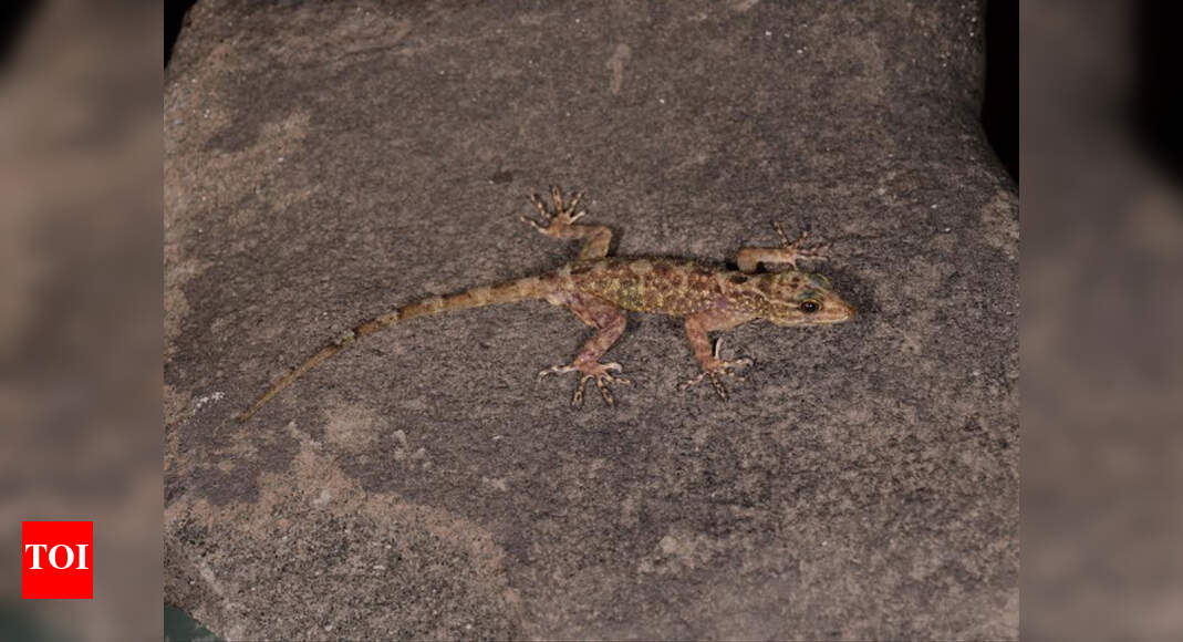Karnataka: Researchers discover magnificent nocturnal gecko from Hassan ...