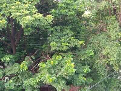 Trimming of tree branches protruding in power line - Times of India
