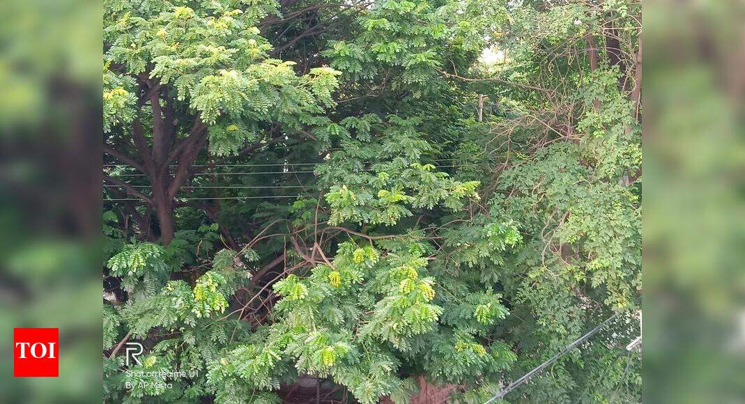 Trimming of tree branches protruding in power line - Times of India