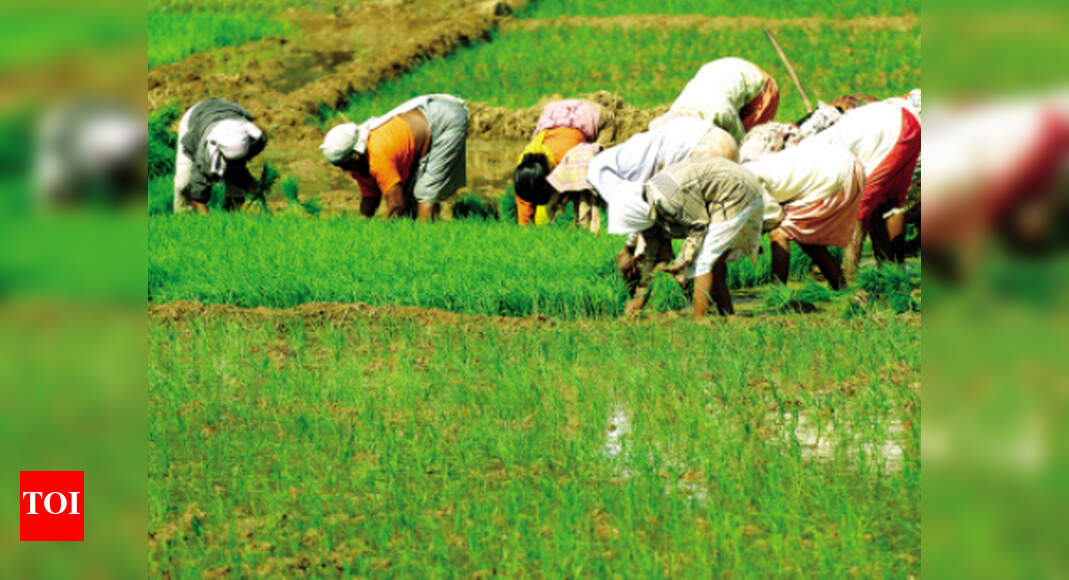 Goa: Agriculture department sees spike in demand for seeds as farming ...