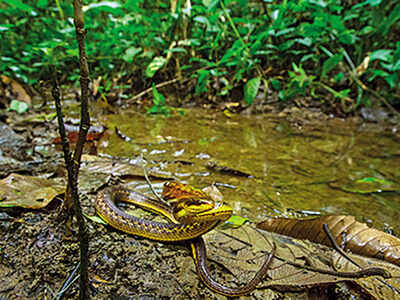 Last spotted by British, WII finds rare snake after 129 years ...