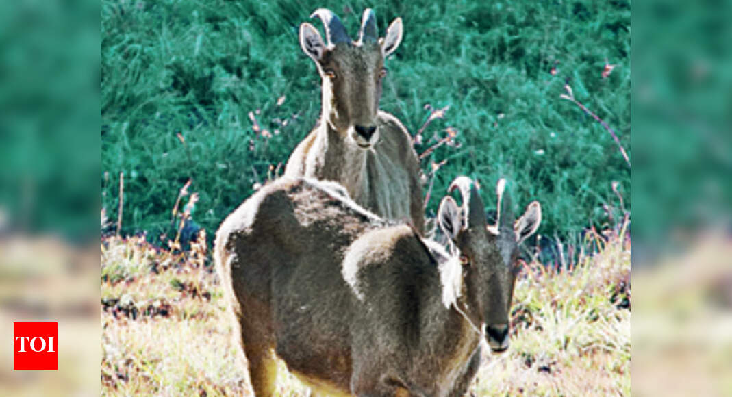 Karimpuzha to be Kerala’s 18th wildlife sanctuary | Kozhikode News ...