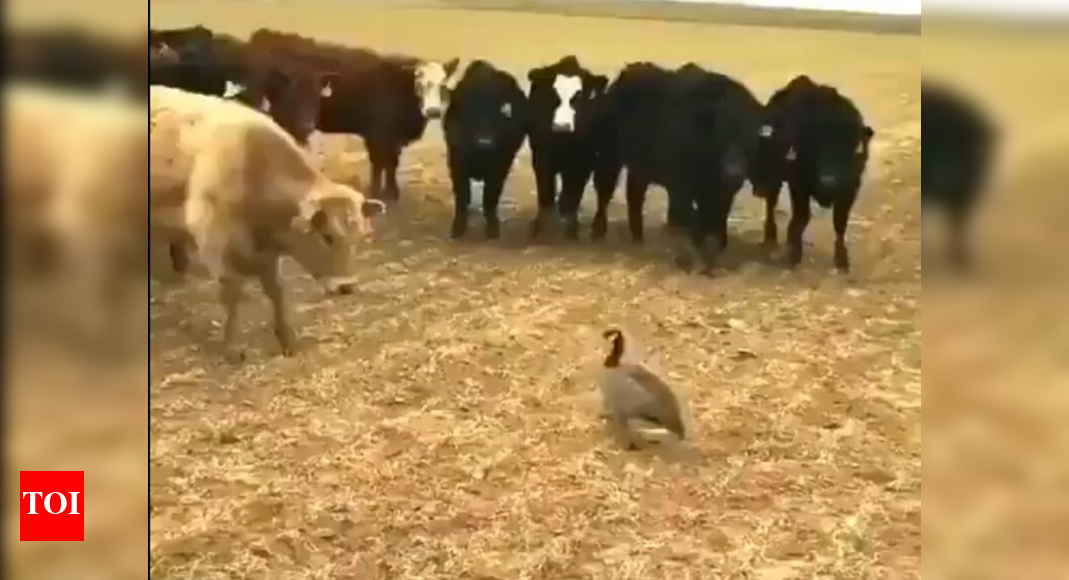 Viral Video: Brave goose stands his ground against cows - The Times of ...